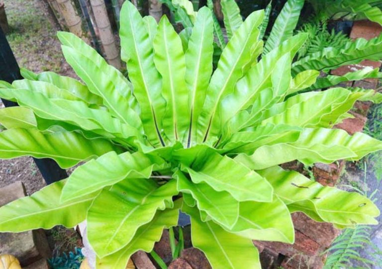 Giant staghorn fern (Platycerium grande)
